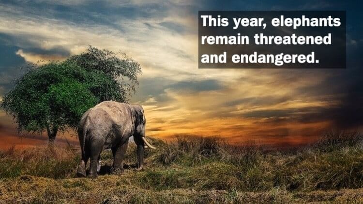 4 Quick Presentation Strategies for Visual Impact - Jennifer Sharkey